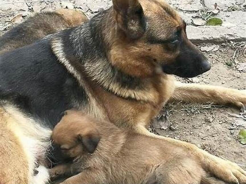 Щенки немецкой овчарки