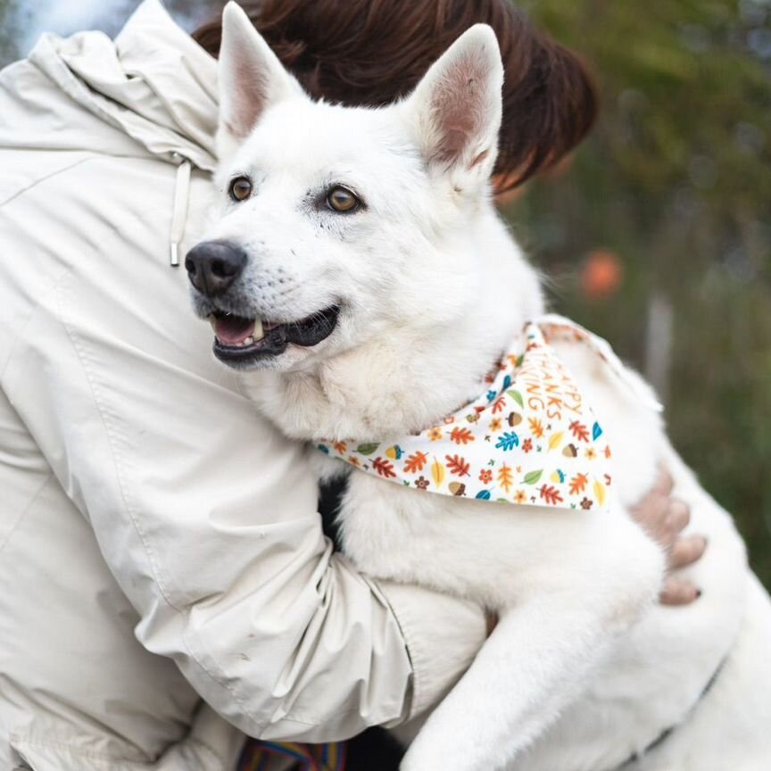 Отдам собаку в добрые руки