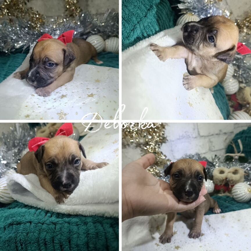 Американский питбультерьер, щенок