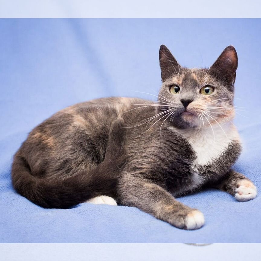 Взрослая, кошка в добрые руки