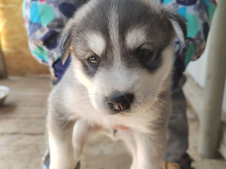 Щенки сибирской хаски