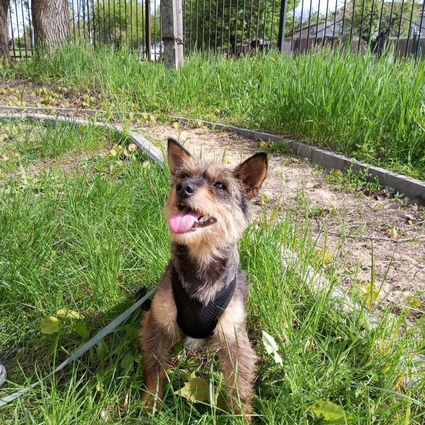 Собаки бесплатно в добрые руки