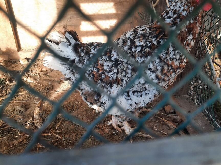 Курица домашняя