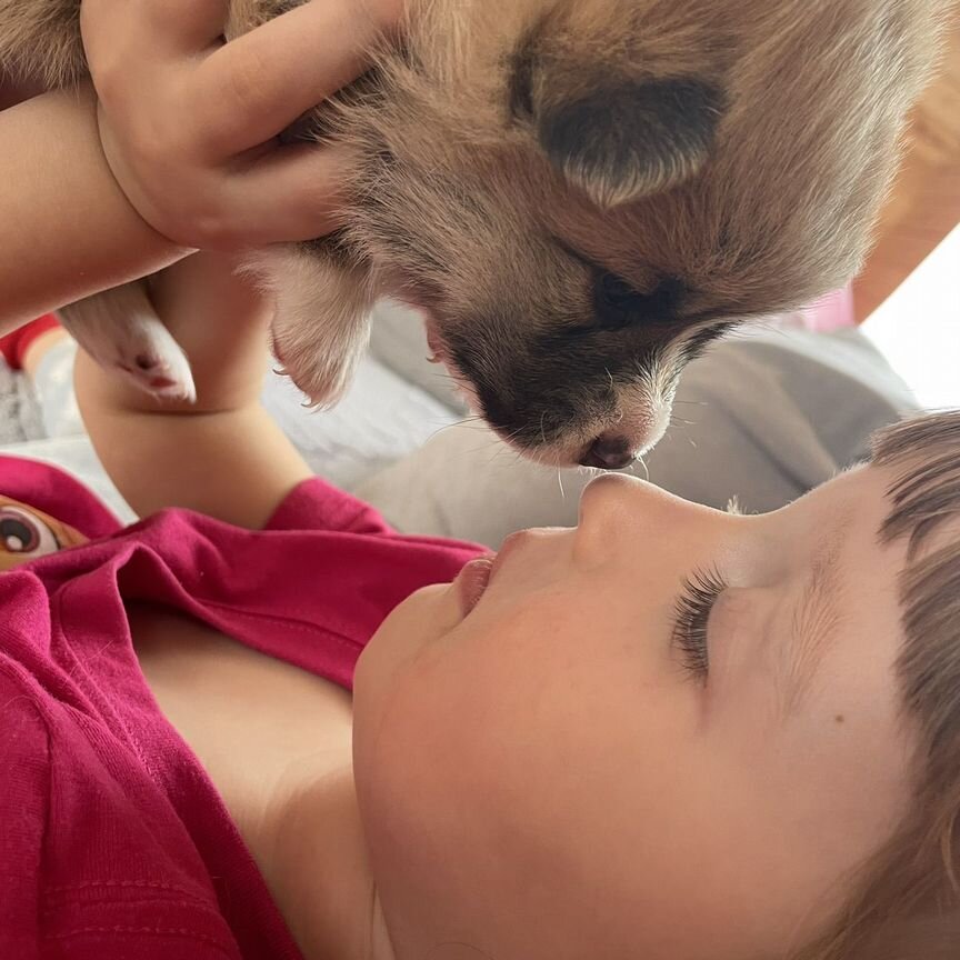 Вельш Корги Пемброк, щенок