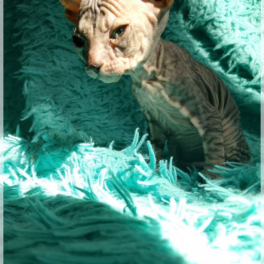 Донской сфинкс котёнок