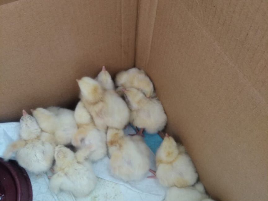 Цыплята бройлеры суточные