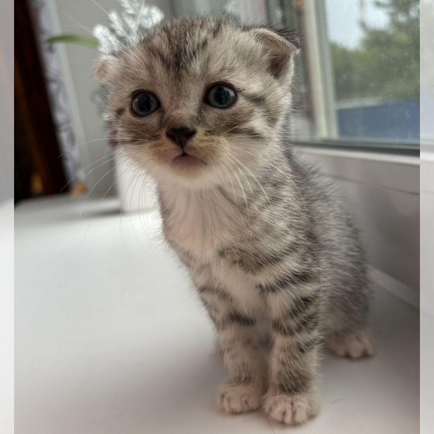 Шотландский вислоухий длинношёрстный котёнок