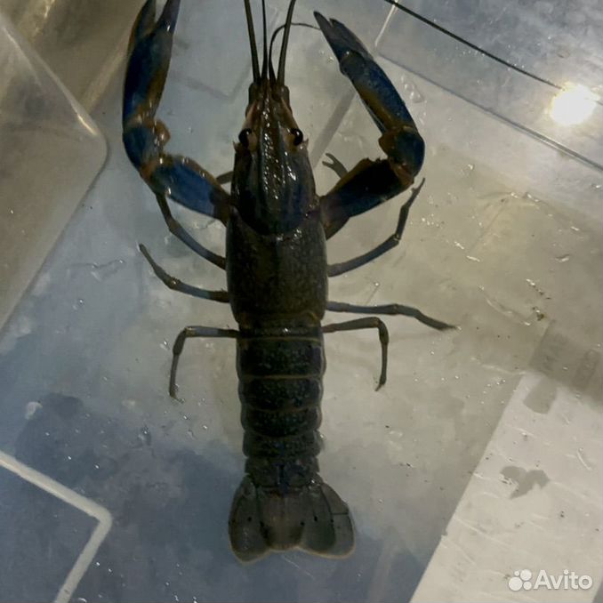 Австарийский красноклещневый рак аккр