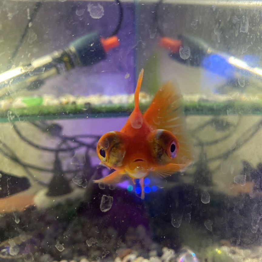 Рыба телескоп