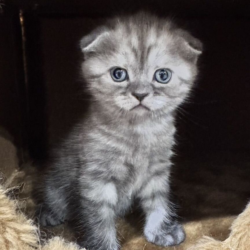 Шотландский вислоухий короткошёрстный котёнок