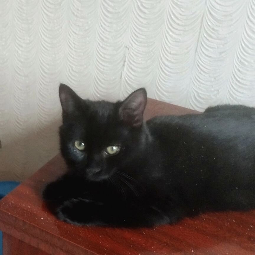 Черный котик