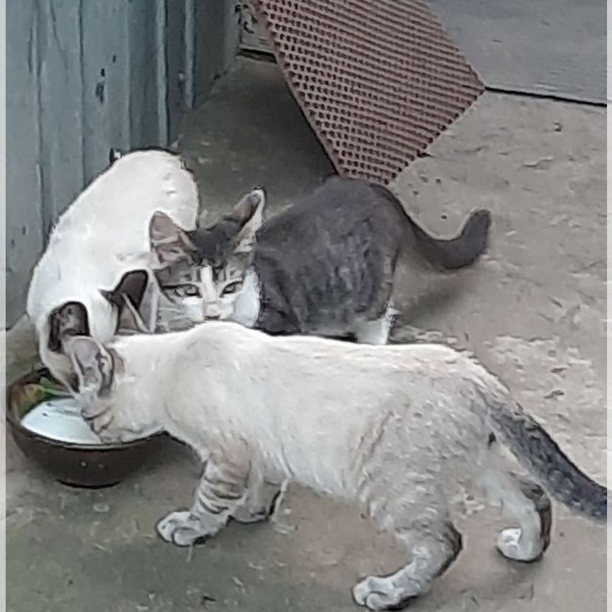 Сиамские котята бесплатно