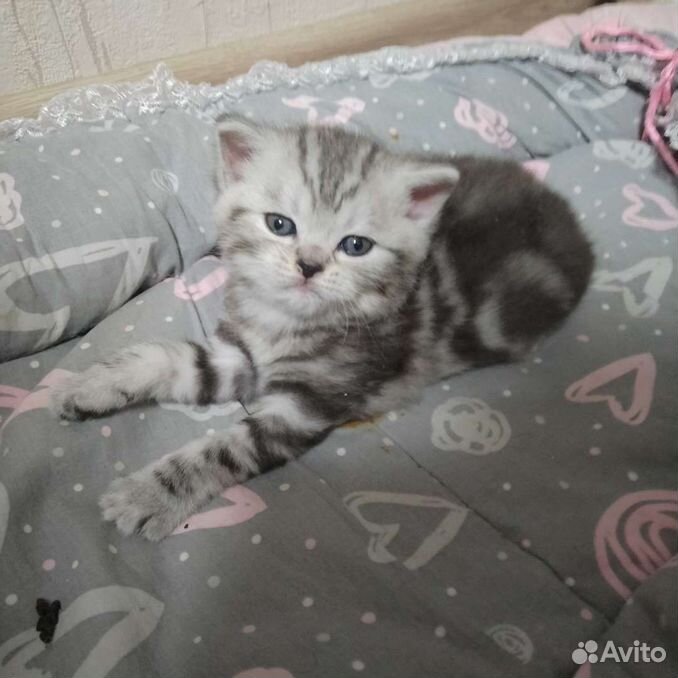 Чистокровный шотландец