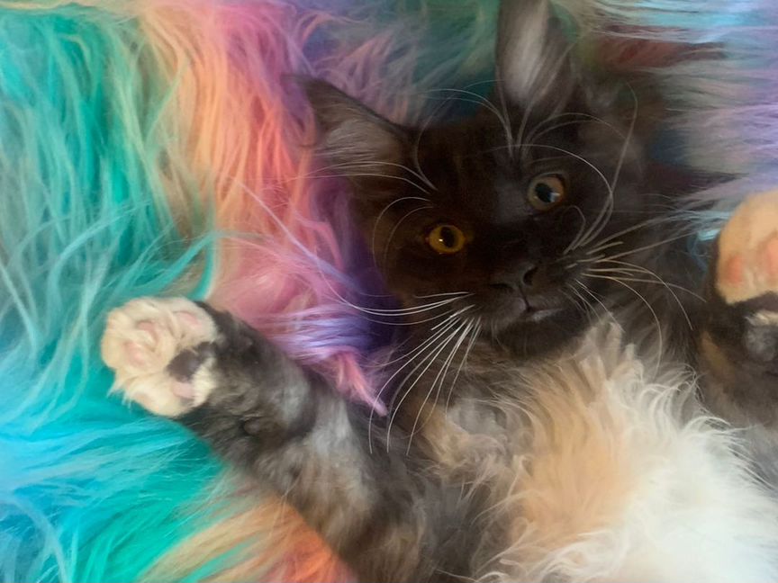 Котенок породы Мейн-Кун, от чистокровных родителей