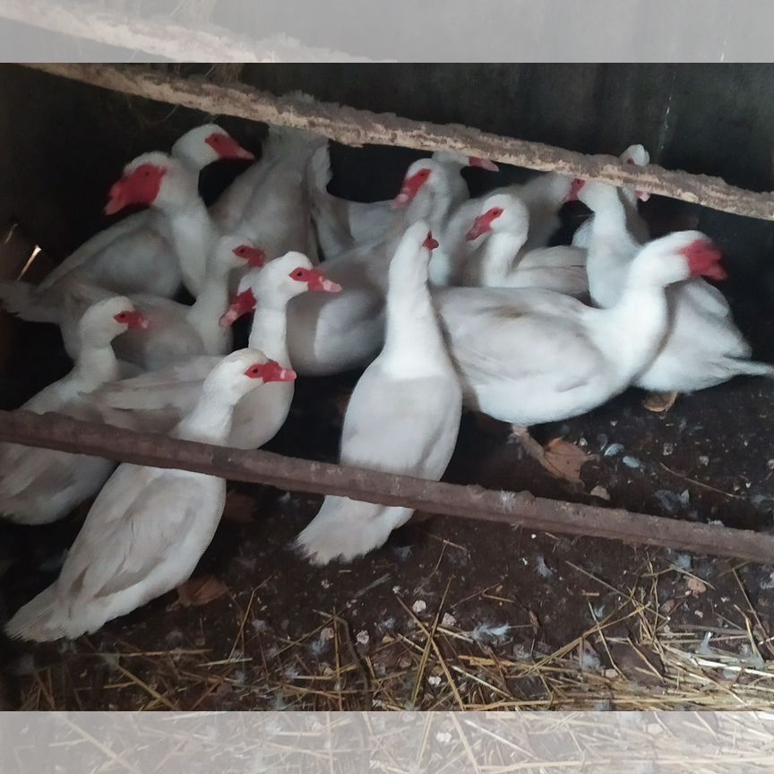 Индоутки белые