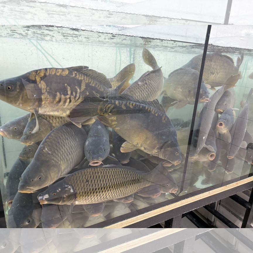 Аквариум большой для рыб