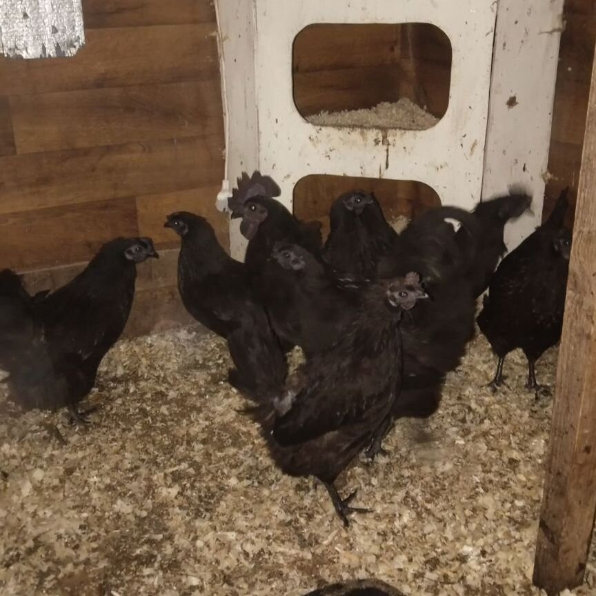 Куры молодки ухейилюй