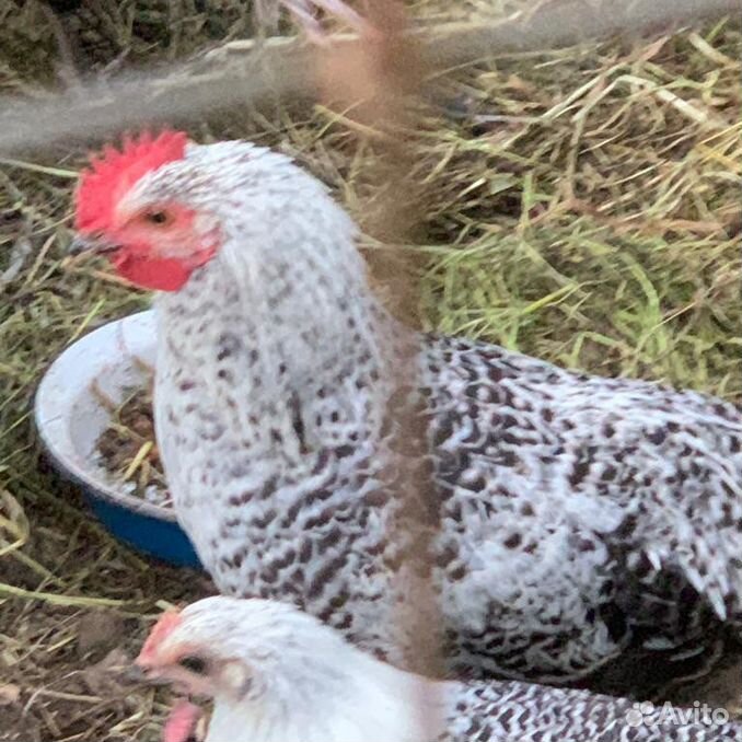 Петухи породы Бреккель