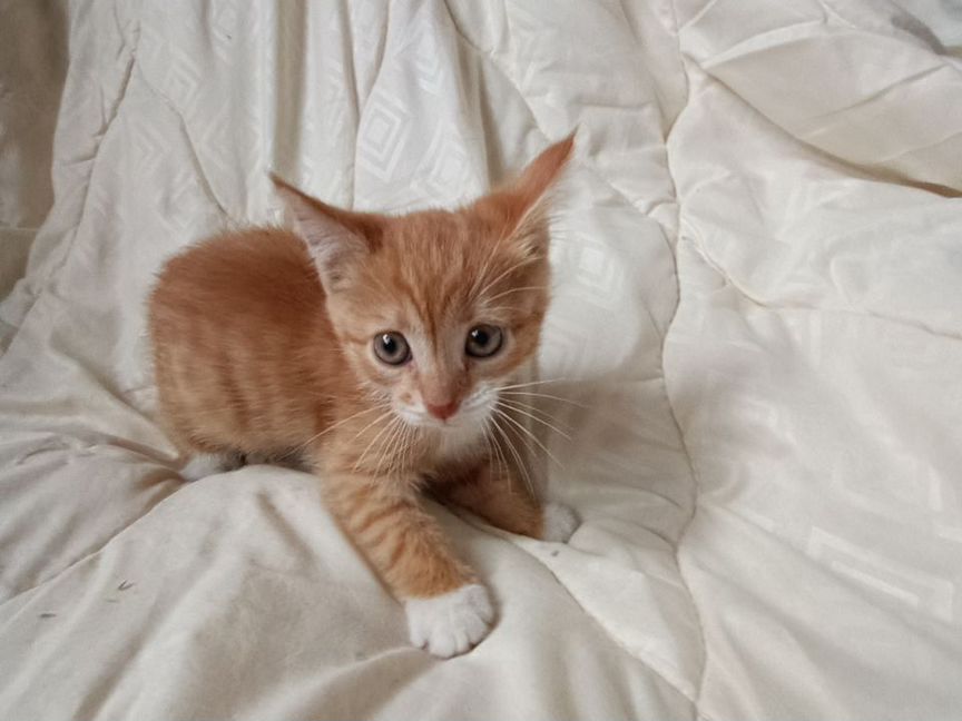 Котята которых вы ищете