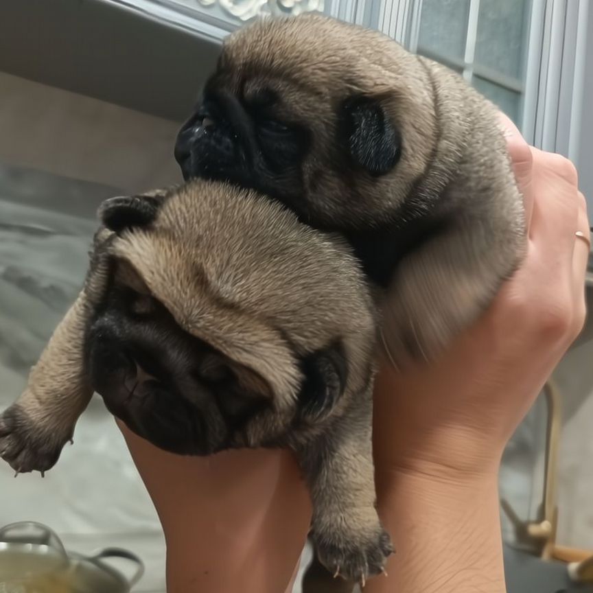 Мопс, щенок