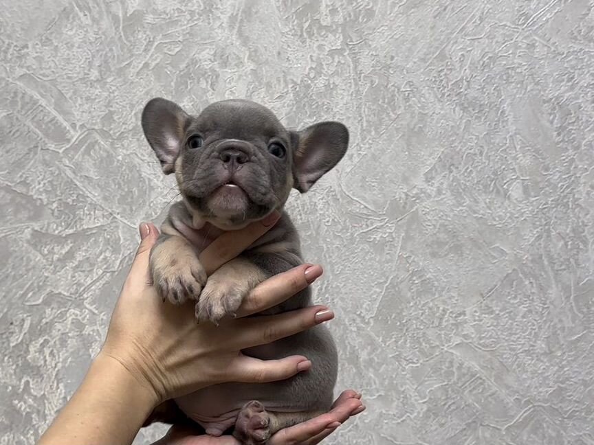 Лиловый шедевр