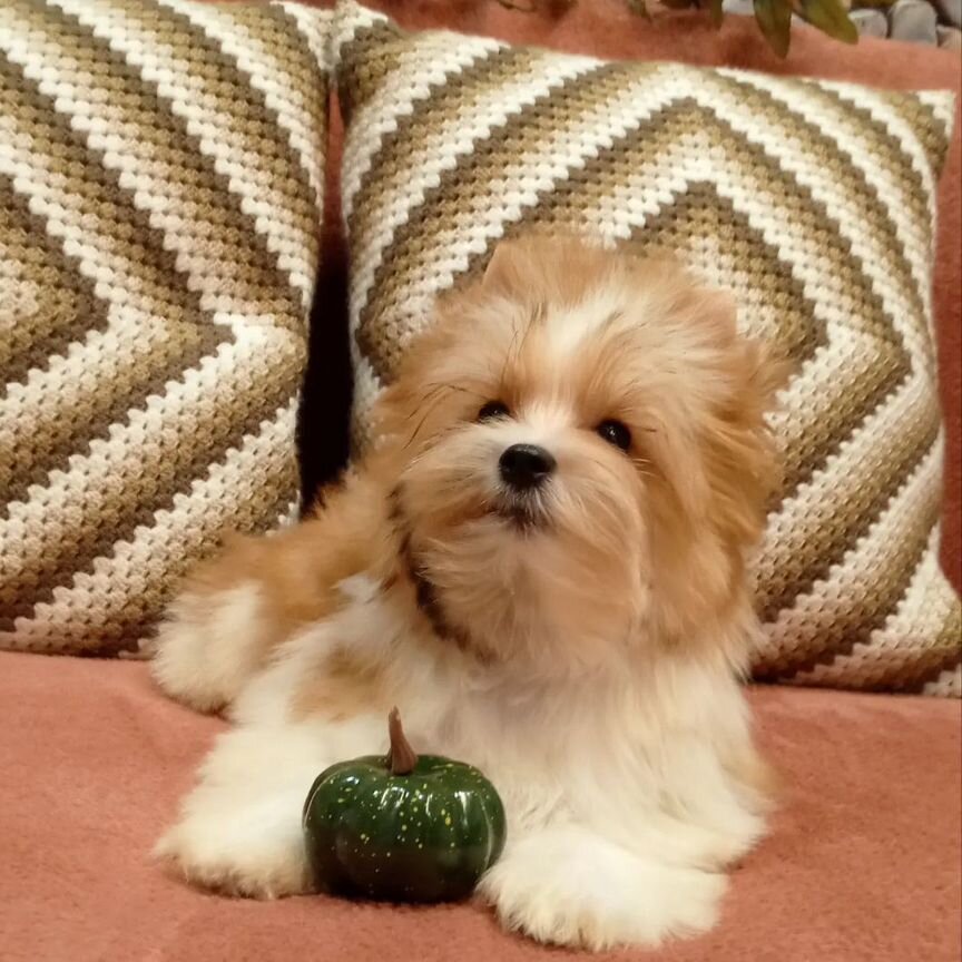 Бивер-йоркширский терьер, щенок