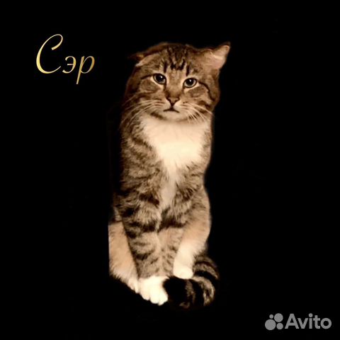 Заберите чудо котика Сэра из бабкиной квартиры