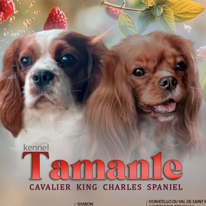 Кавалер кинг-чарльз-спаниель, щенок