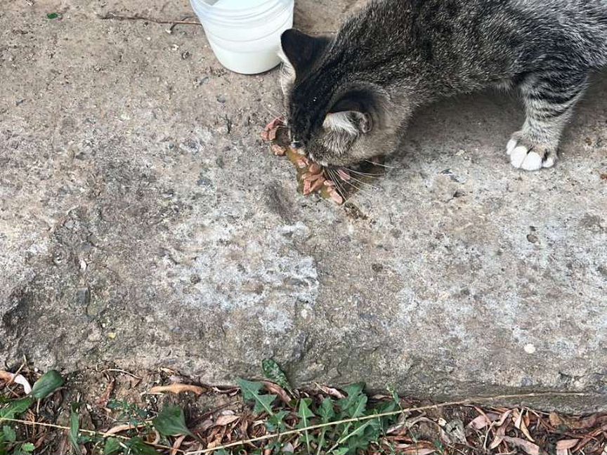Котик в самые добрые руки