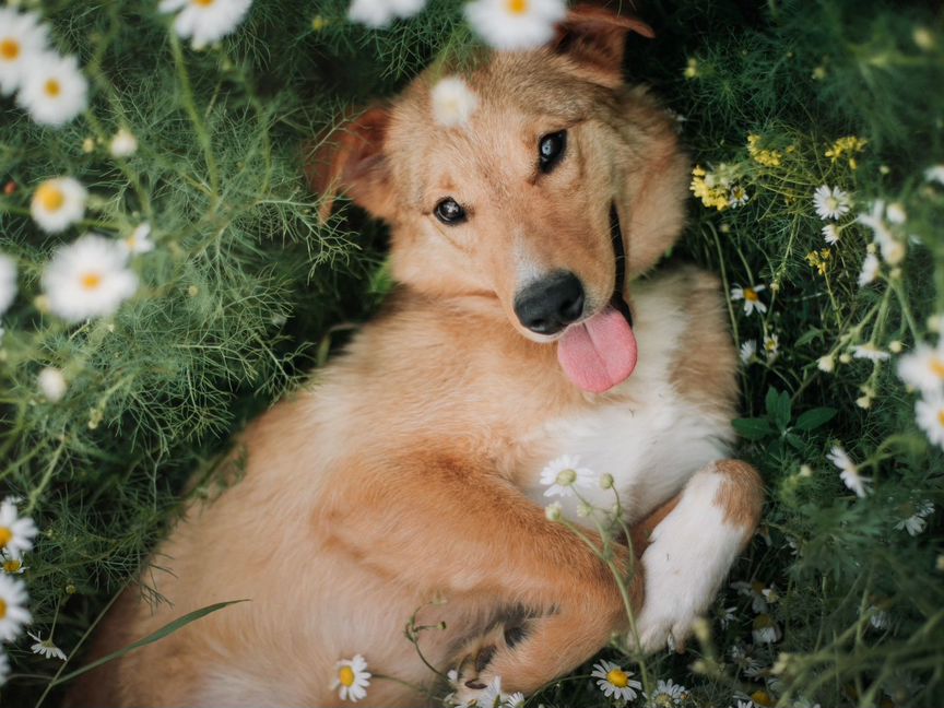 Арни ищет дом