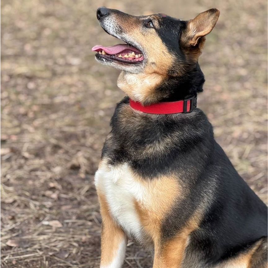 Симпатяга из приюта ищет семью