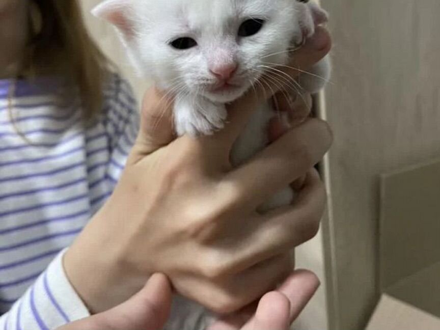 Британский котик