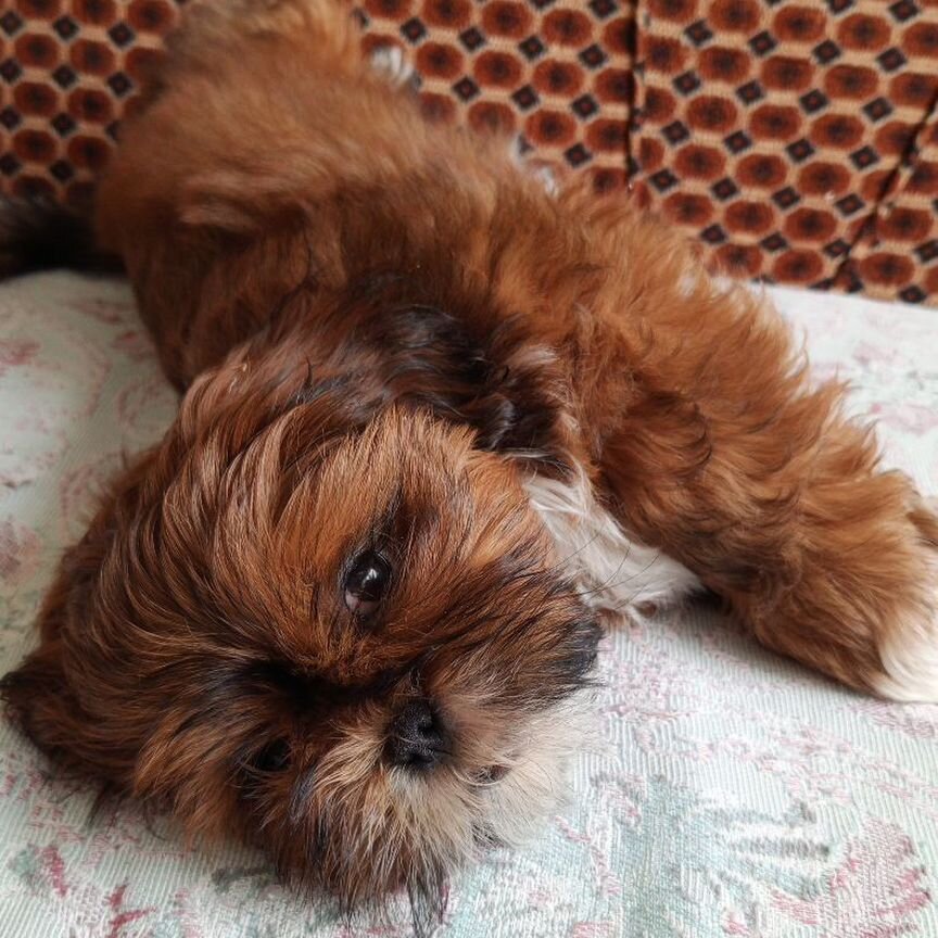 Ши-тцу, щенок