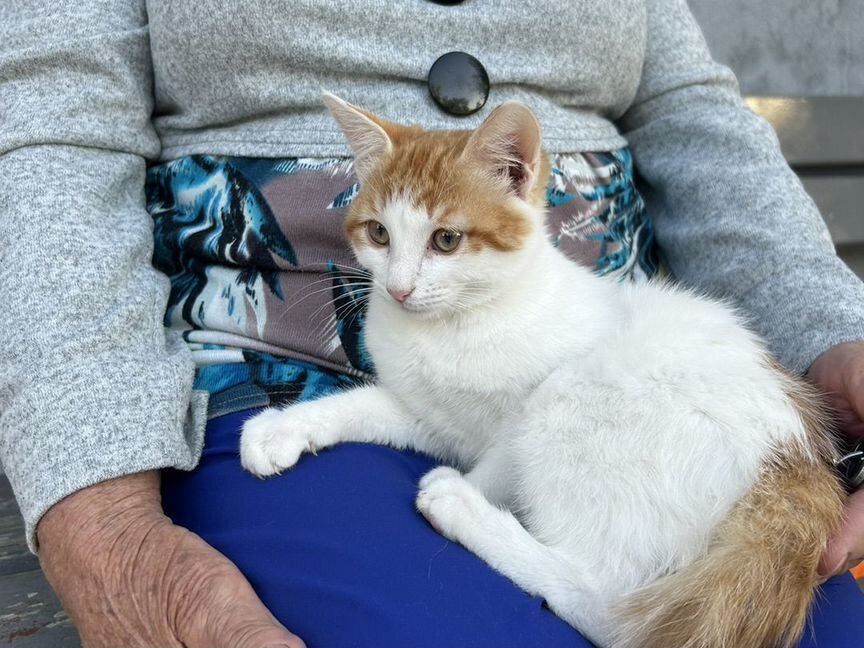 Котик в добрые руки ласковый, умный