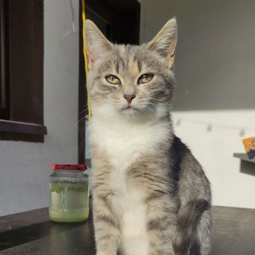 Котенок бесплатно