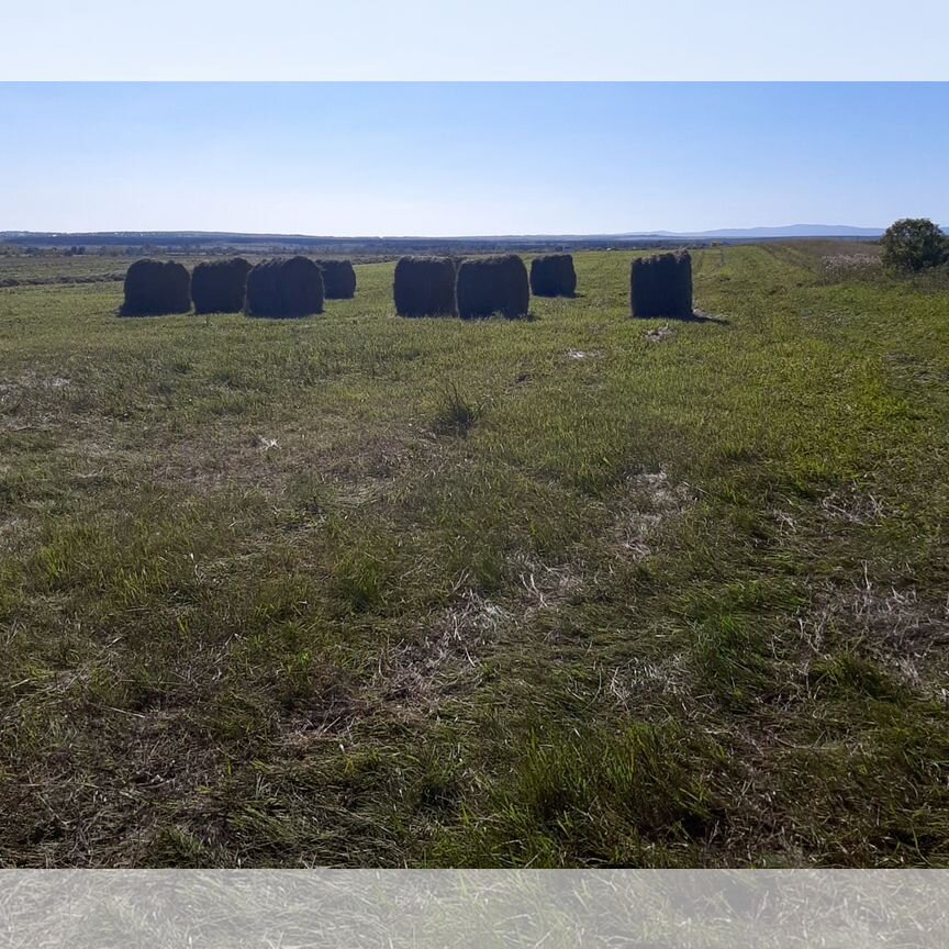 Сено в тюках
