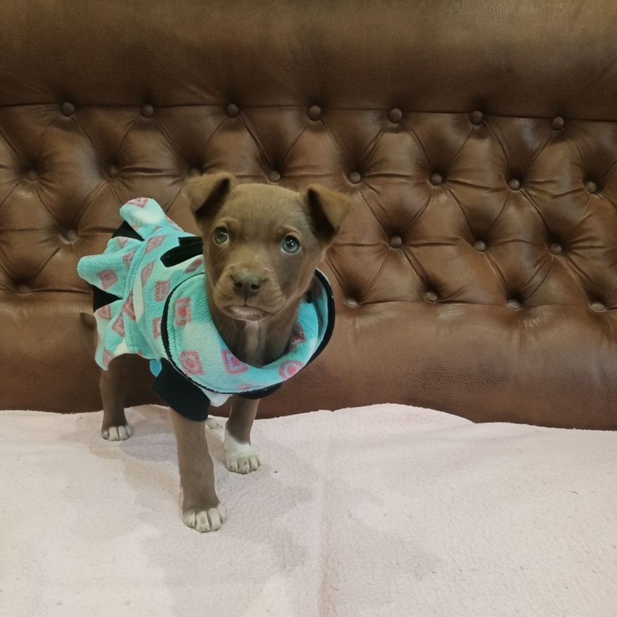 Щенок в добрые руки