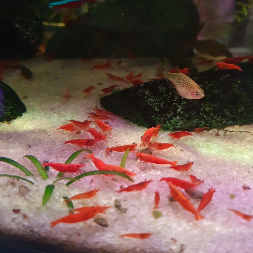 Креветки и растения