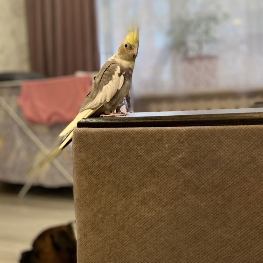 Попугай корелла самец