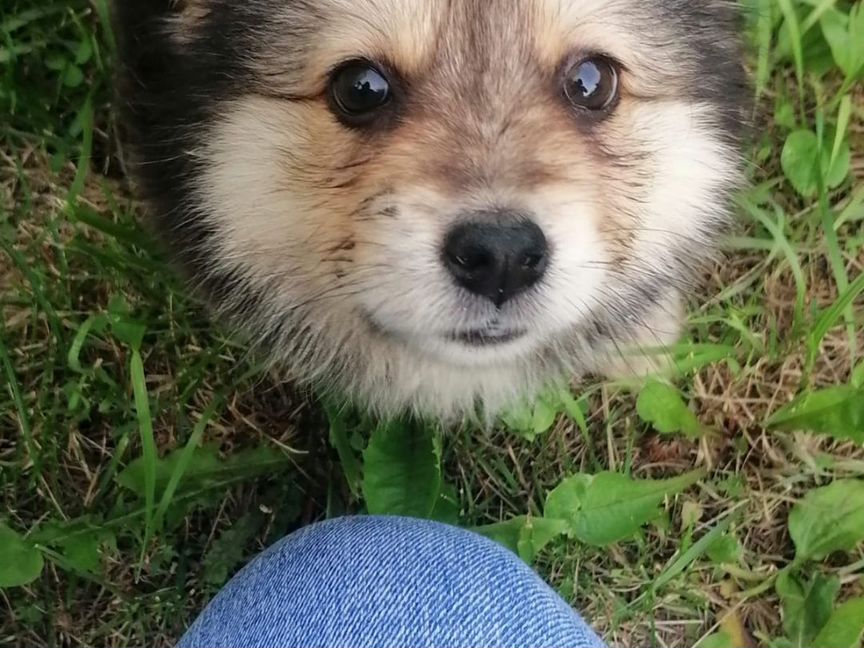 Щенок в добрые руки