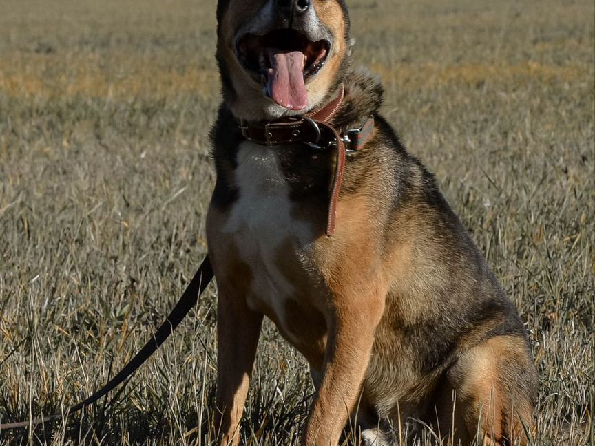 Собака Алмаз ищет дом