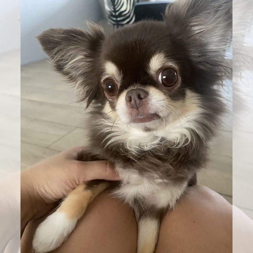 Чихуахуа сука