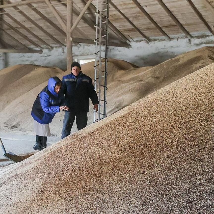 Овес ячмень пшеница