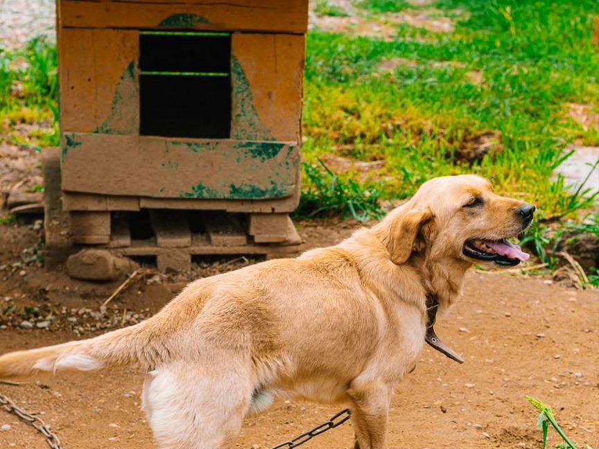 Собака Рэм, 5 лет, компаньон, метис лабрадора