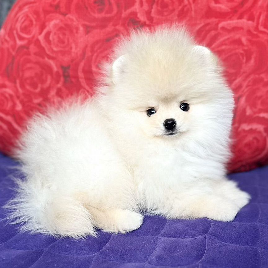 Пом шпиц мини мишка