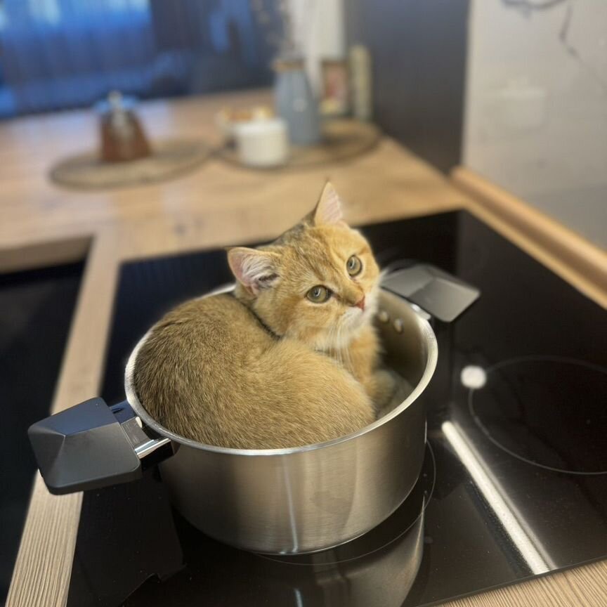 Кот золотая шиншилла