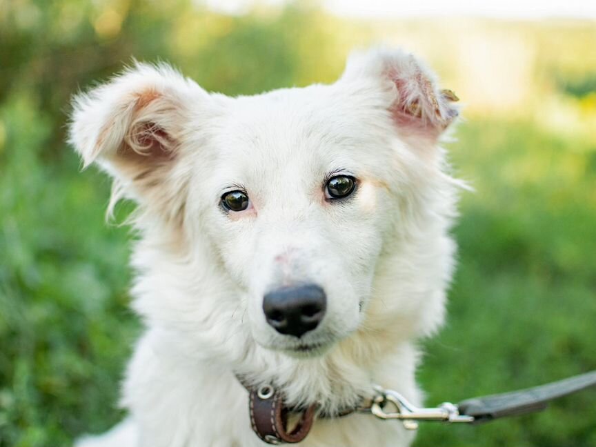 Собачка из приюта