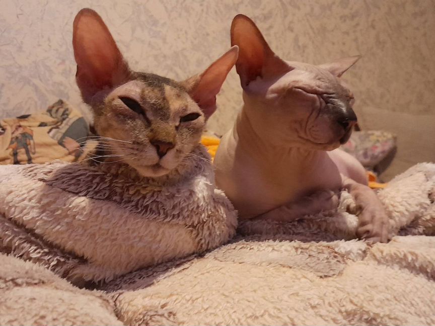 Котята сфинкс