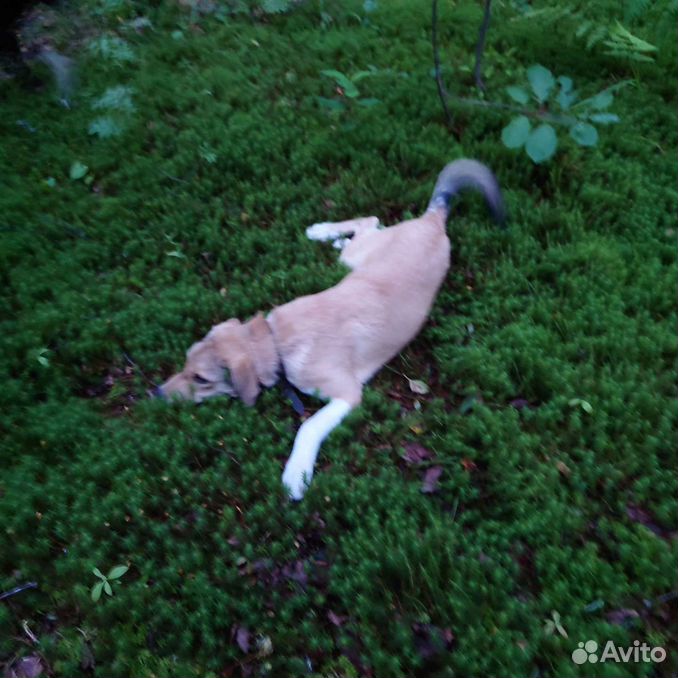 Щенки метис Алабая и Лайки мальчики