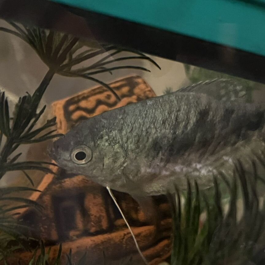 Аквариумные рыбки